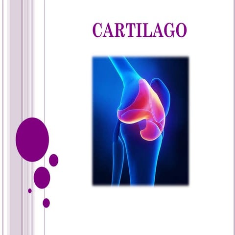 cartilago2024-240506212517-41da68bc.pdf cartílago y sus funciones y ...