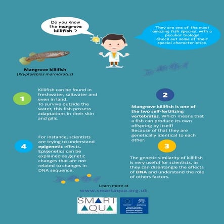 Cartoon and FAQ about zebrafish, killifish and lumpfish | PPTX
