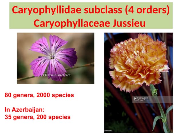 seed dispersal by explosive action | PPTX
