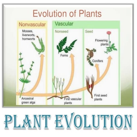 Case Study 1-Magnoliids.pdf