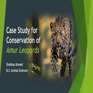 Case Study for Conservation of Amur Leopards.pptx