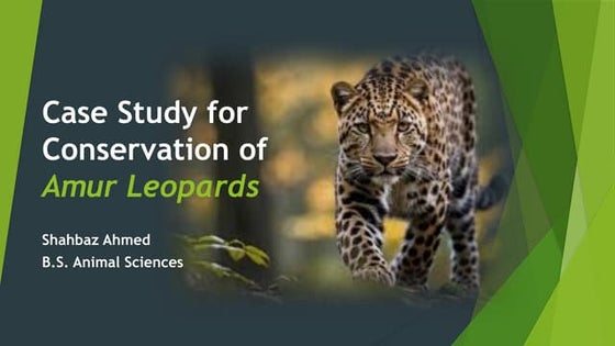 Amur leopard | PPTX