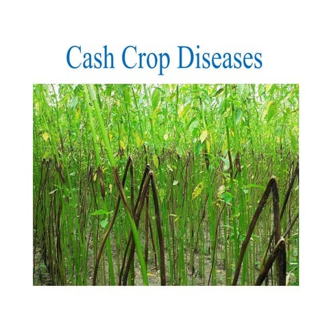 Cash Crop Diseases [Slide] Sharmin Mam.pptx