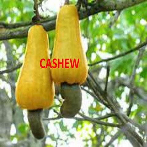 FOOT KAKDI / KACHRA / KACHRI (Cucumis melo / Cucumis Callosus ...