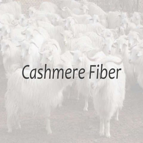 Cashmere Fiber | PPTX