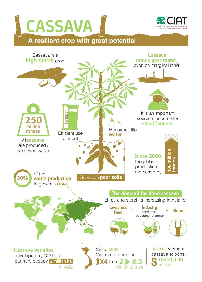 Infographic Cassava A Resilient Crop With Great Potential
