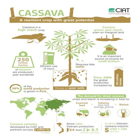 Infographic - Cassava - A resilient crop with great potential | PDF