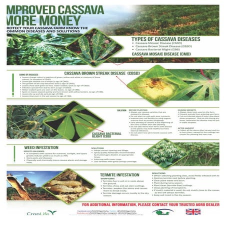 Cassava: Solutions to pest and diseases | PDF