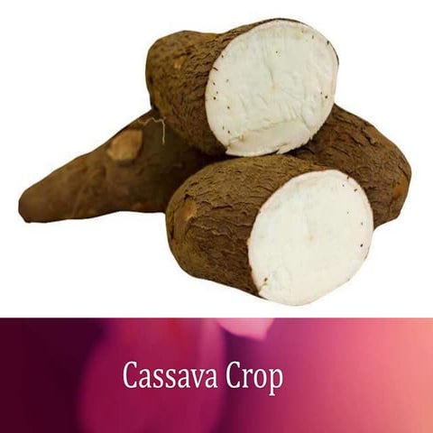 Cassava crop 1 | PPTX