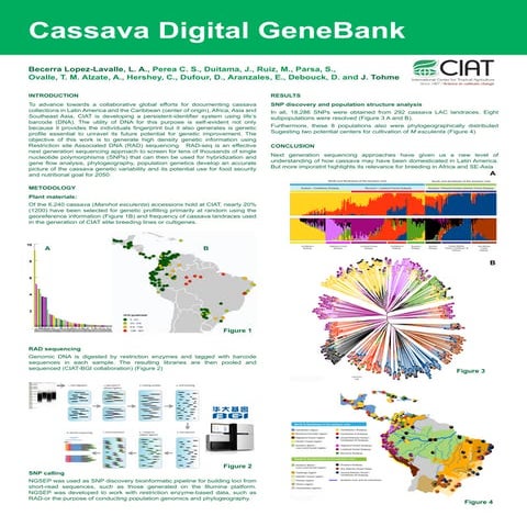 Fingerprinting, assessment of genetic diversity of cassava (manihot ...