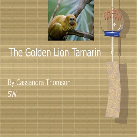 Cass t the golden lion tamarin | PPT