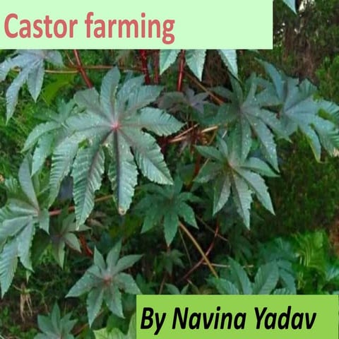 Castor farming for Oil Production | PPT