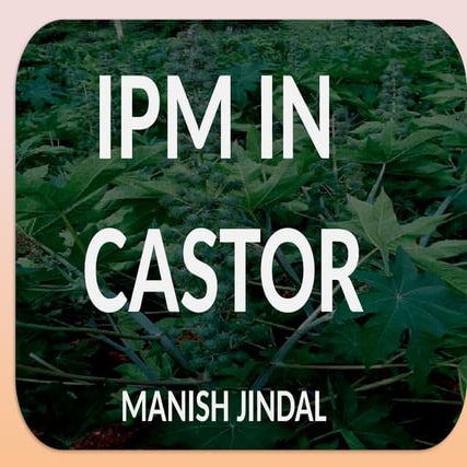 CASTOR IPM (INTEGRATED PEST MANAGEMENT BY MANISH JINDAL) | PPTX