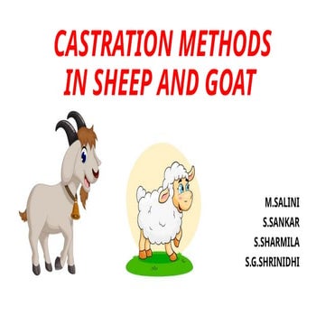 Castration methods in Sheep and Goat.pptx