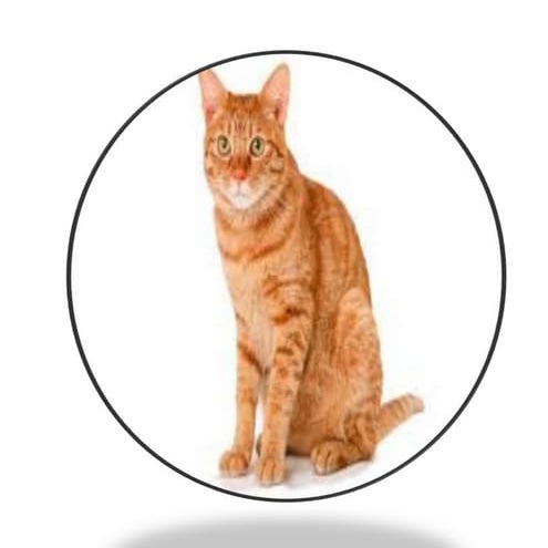 Cat | DOCX | Cats | Pets