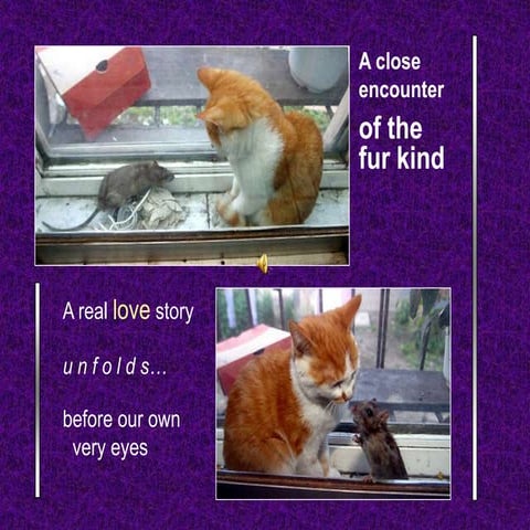faith conde i-joy_Cat and-mouse pptx | PPTX