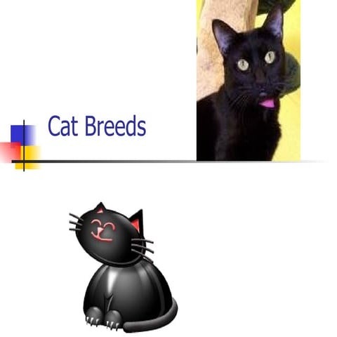 Cat Breeds | PPT