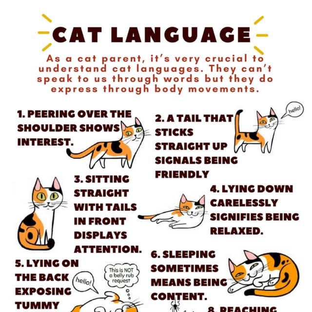Different Kinds of Cat Languages | PDF