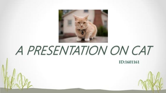 Cats Powerpoint | PPTX