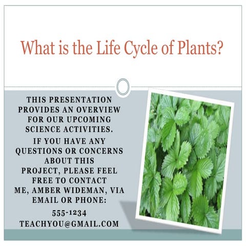 Cat 250 newsletter | PPTX