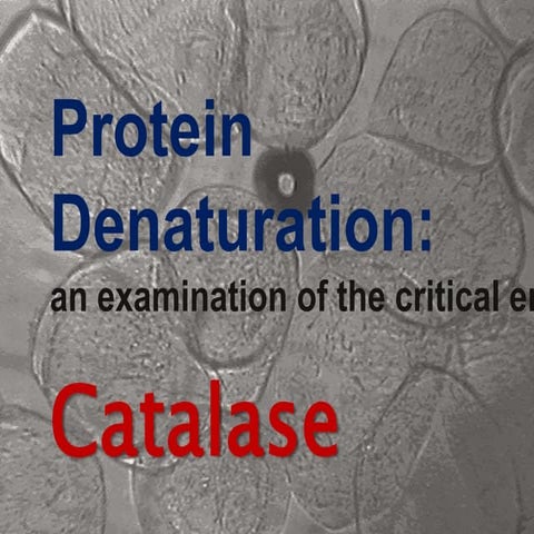 Catalase lab sj | PPT
