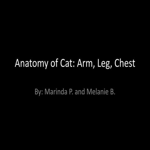 Anatomy of a Cat | PPTX