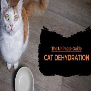 The Ultimate Guide: Cat Dehydration | PPTX | Veterinary Medicine | Pets
