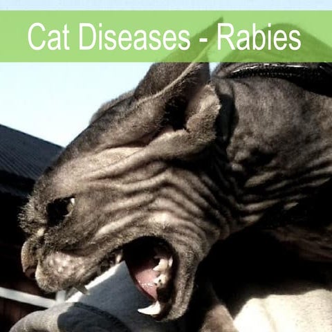 Cat diseases - Rabies | PPT