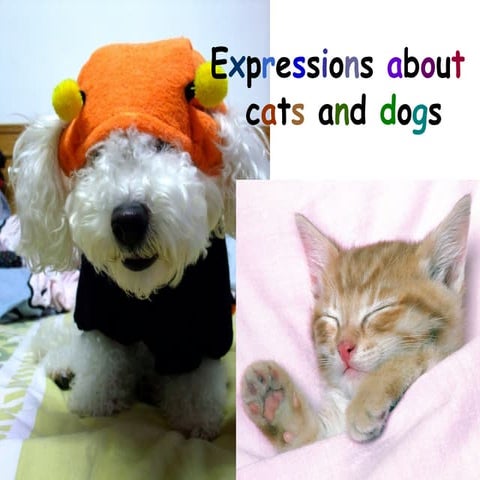 Cat dog | PPT | Cats | Pets