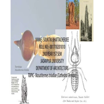 CATHEDRAL TERMITE | CLIMATE ARCHITECTURE | PPT