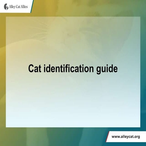 Cat Identification Guide | PPTX