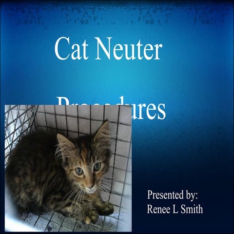 Cat Neuter Procedures | PDF