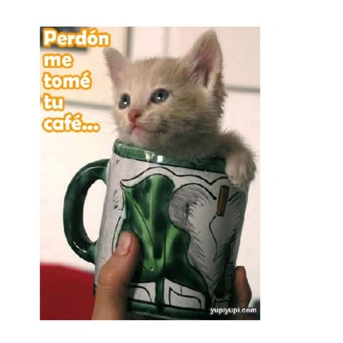 Catpp | PPT