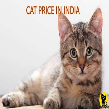 Cat price in India.pptx