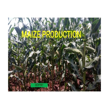 Training manual for maize production under conservation agriculture | PDF