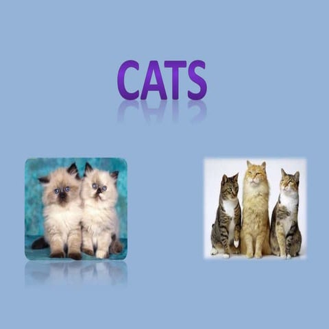 english subject presentation - cat :D.pdf