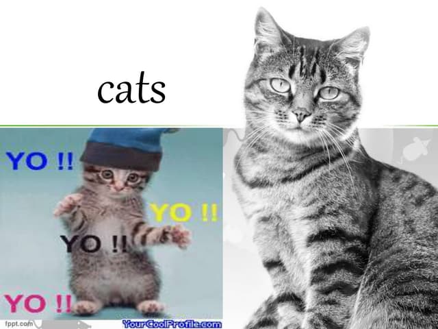 Cats ppt | PPTX