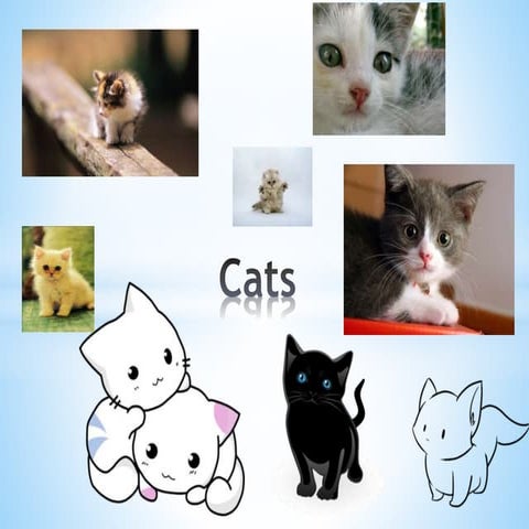 Cats | PPTX