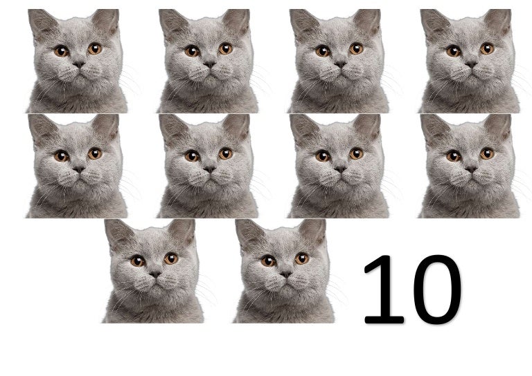 Cats 10