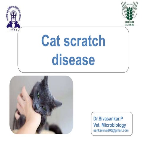 Cat scratch disease | PPTX