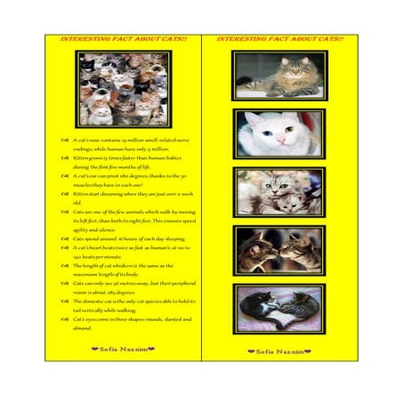 Interesting Facts About Cats! | PDF | Cats | Pets