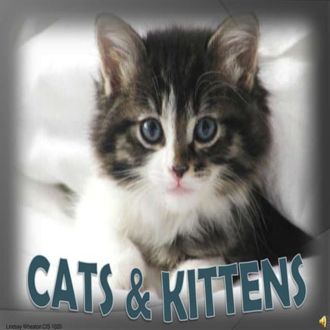 Cats & kittens | PPTX