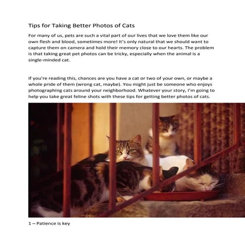 Cats photography | PDF