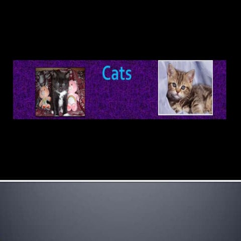 Cats Powerpoint | PPTX