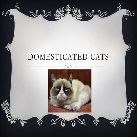 Cats ppt | PPTX
