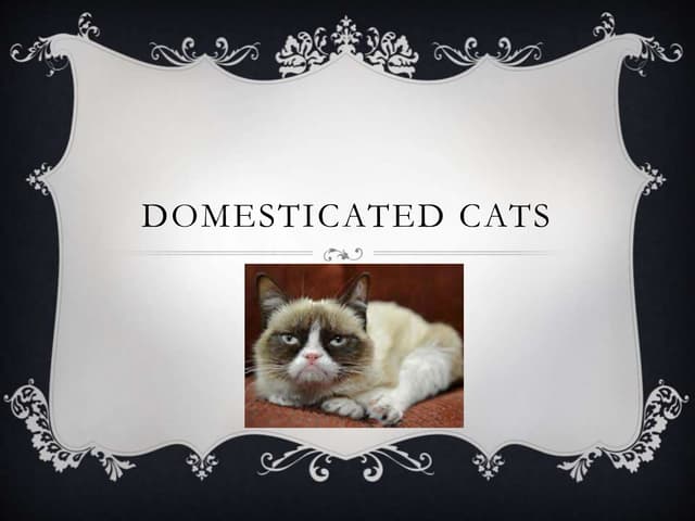 Cats ppt | PPTX