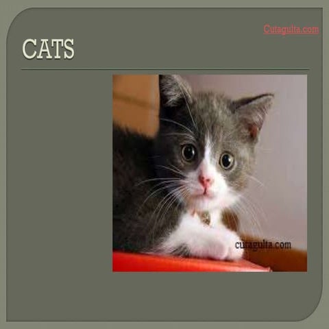 Cats ppt | PPTX