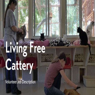 Cattery Volunteer Job Description | PPT