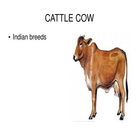 Cattle | PPT