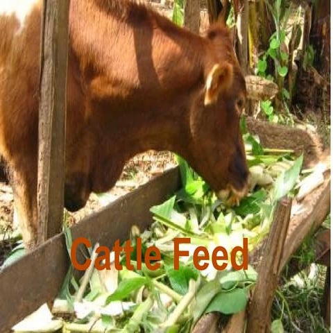 Cattle Feed | PPT